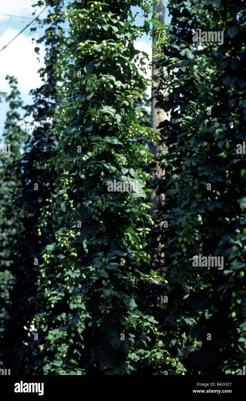 botany, Hop, (Humulus), Common Hop, (Humulus lupulus), fruits, leaves ...
