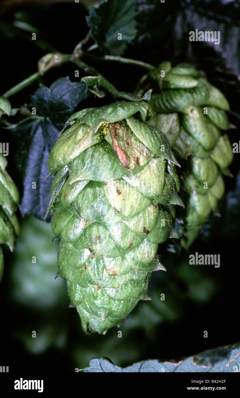 botany, Hop, (Humulus), Common Hop, (Humulus lupulus), fruits, at ...