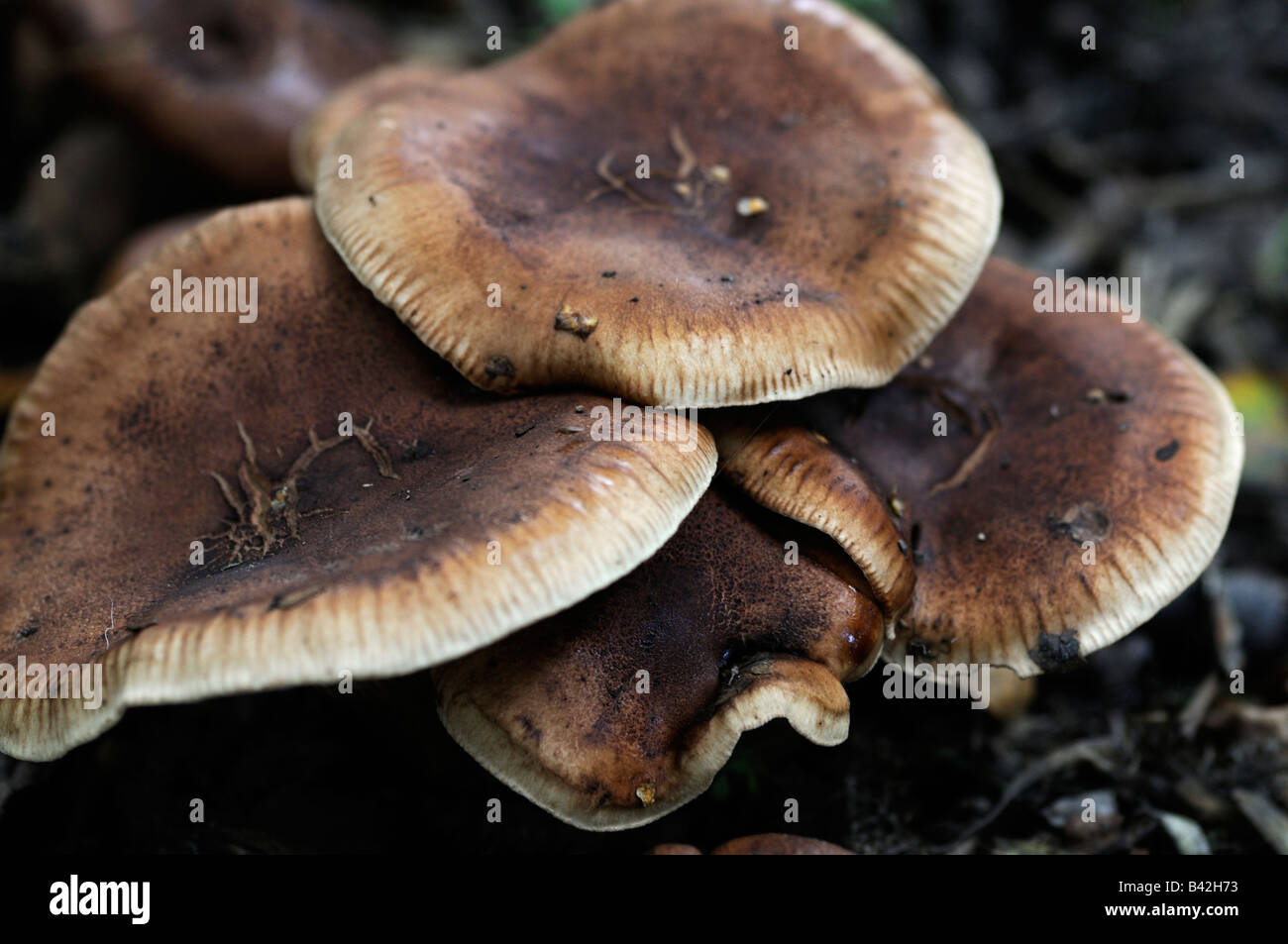 Funghi hi-res stock photography and images - Alamy