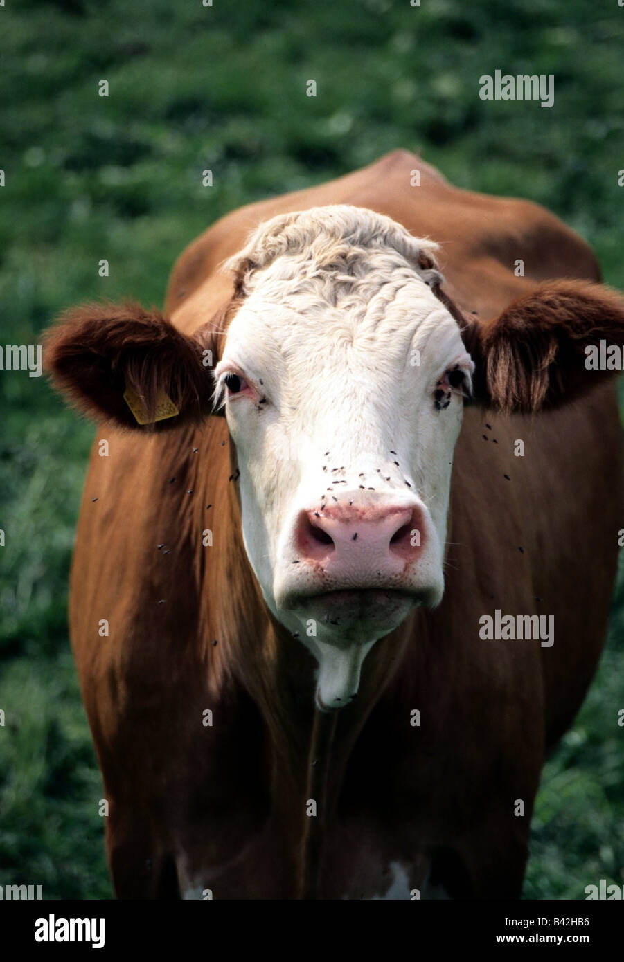 zoology / animals, mammal / mammlian, cattle, (Bos), domestic cattle ...