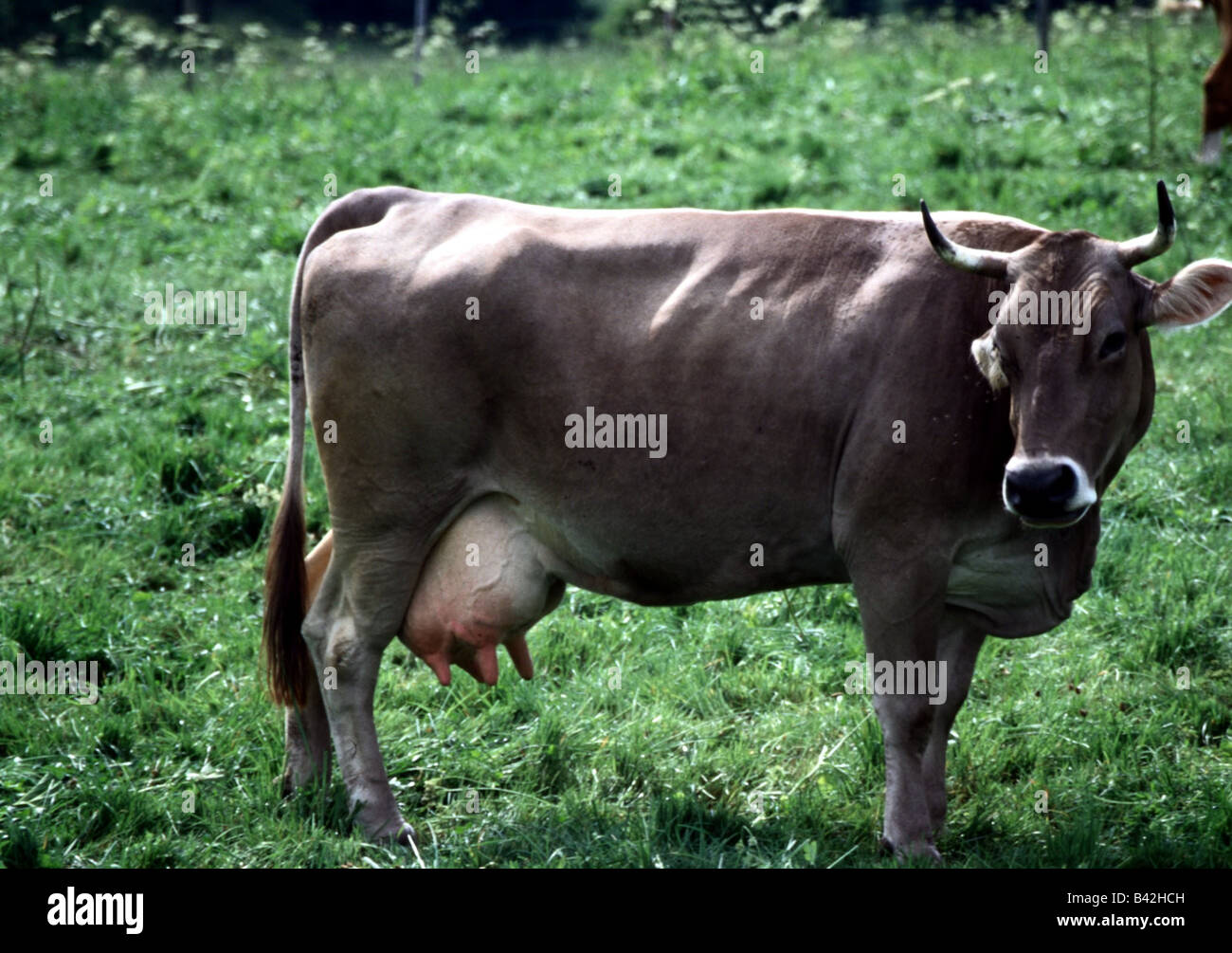 Bos primigenius forma taurus hi-res stock photography and images - Alamy