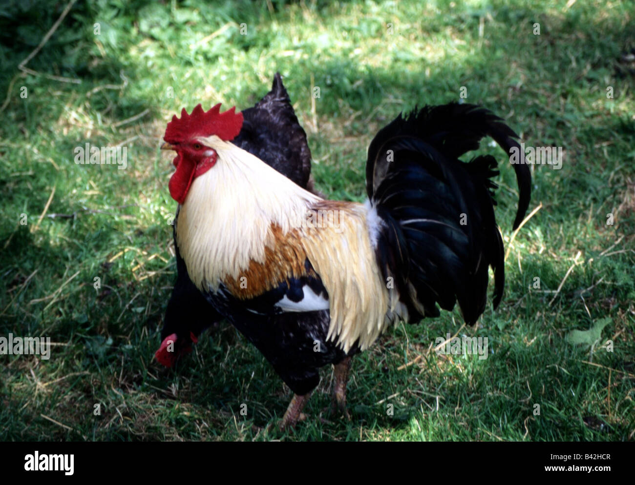 zoology / animals, avian / birds, chicken, (Gallus gallus domesticus ...