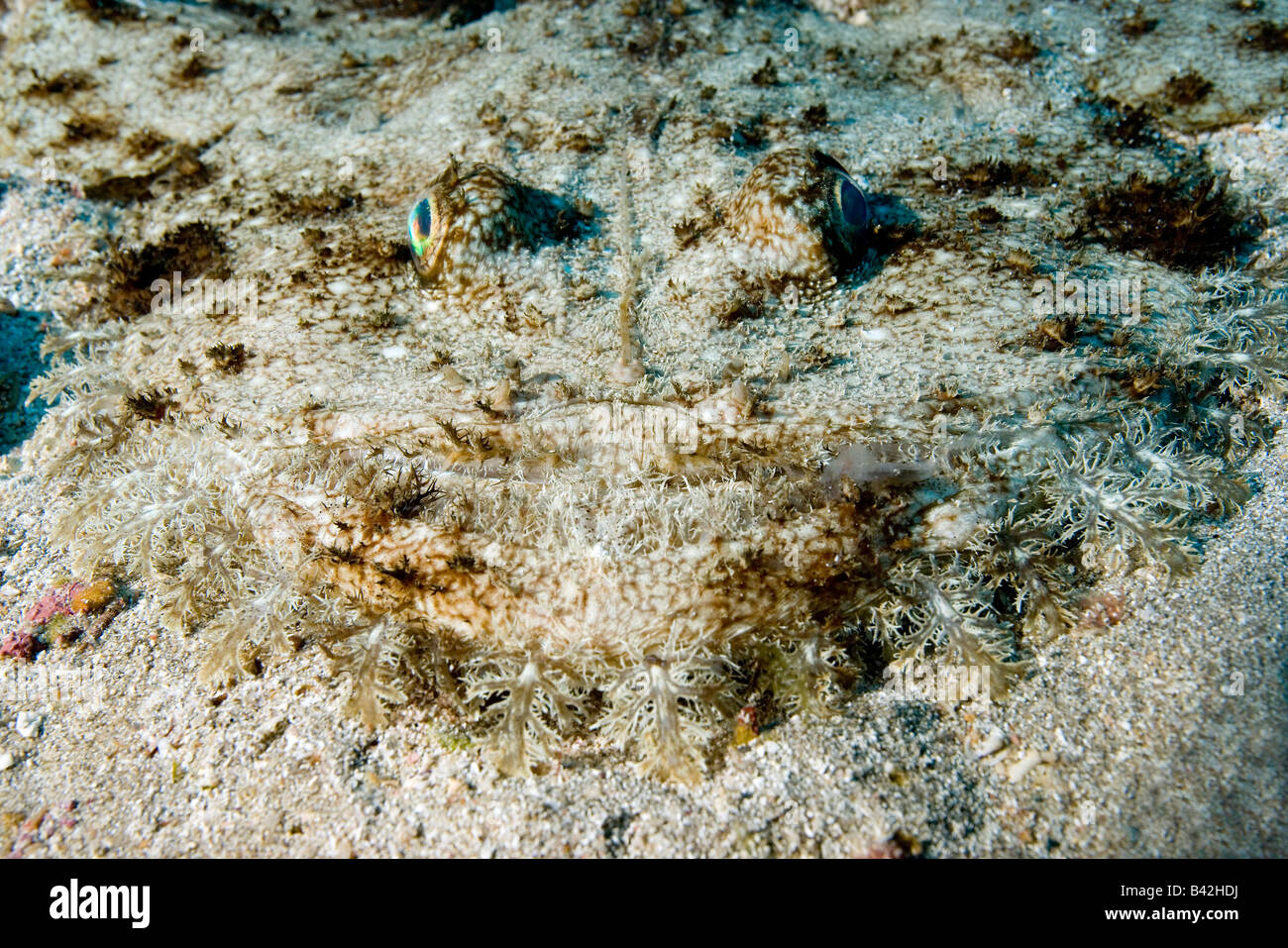 Long spined anglerfish hi-res stock photography and images - Alamy