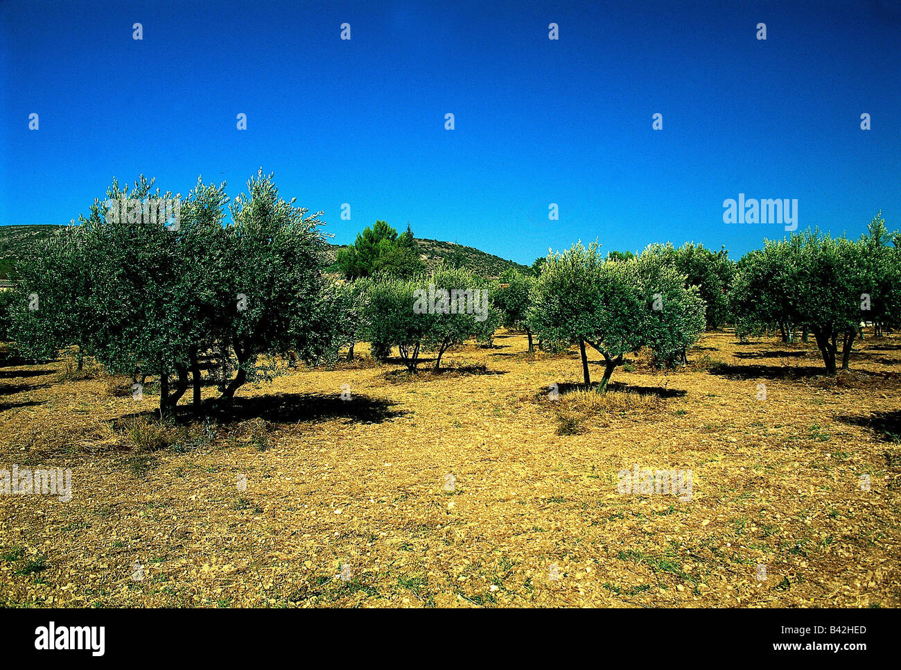 botany, Olive, (Olea), Olive, (Olea europaea), blossoms, on field, tree ...