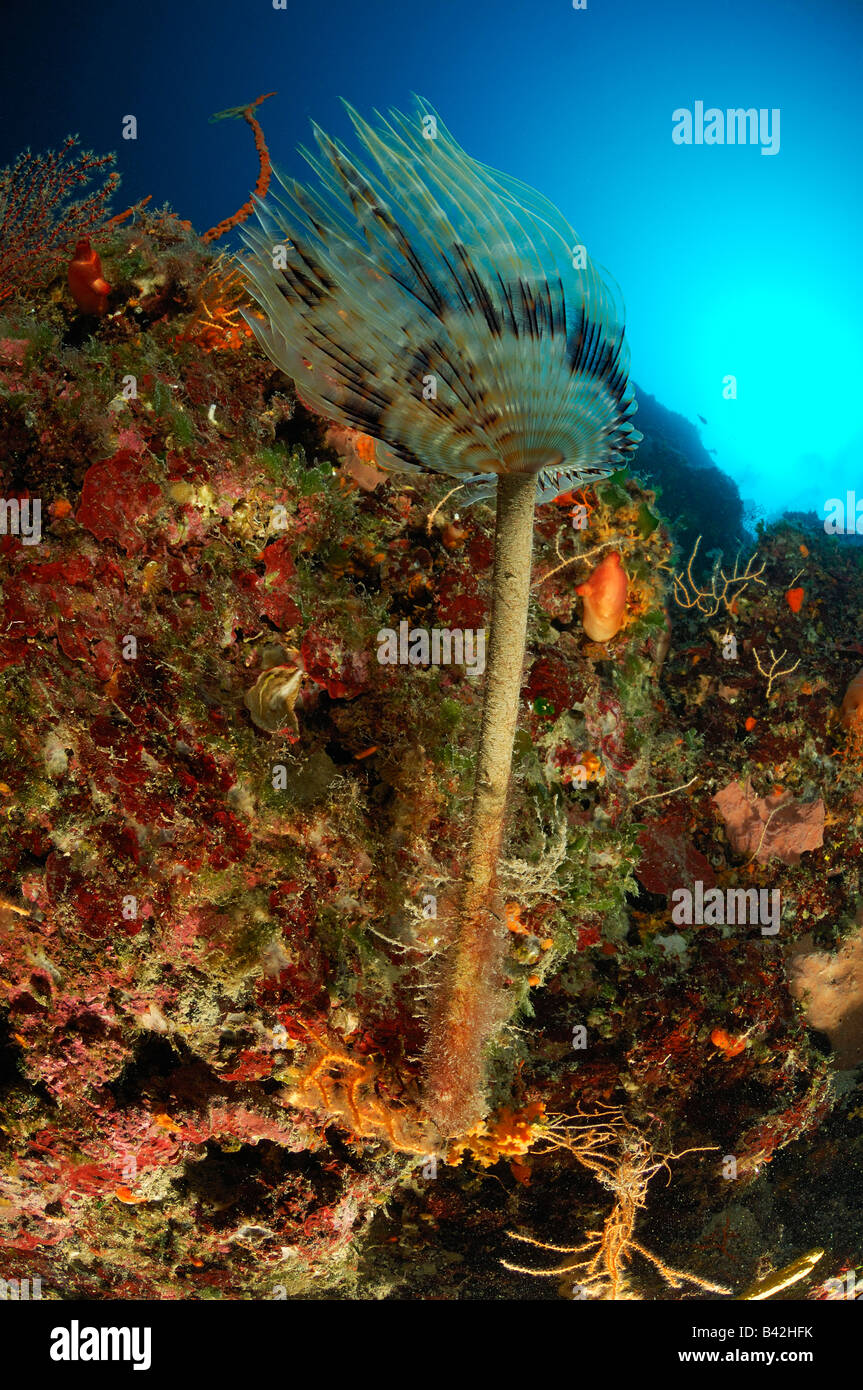 Polychaeta reef sabellidae sea segmented worms hi-res stock photography ...