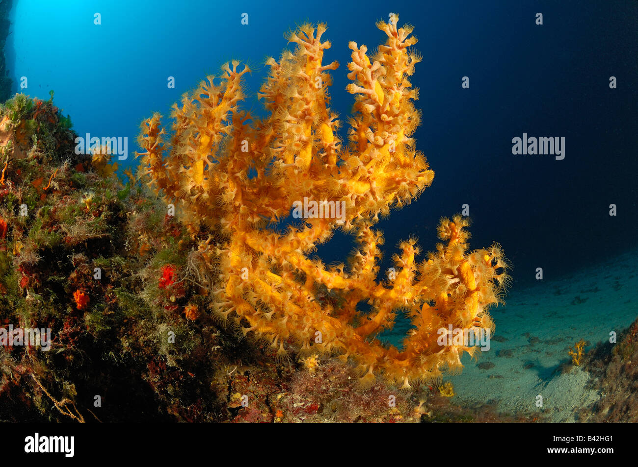 Yellow Zoanthids on Finger Sponge Parazoanthus axinellae Axinella Maun ...