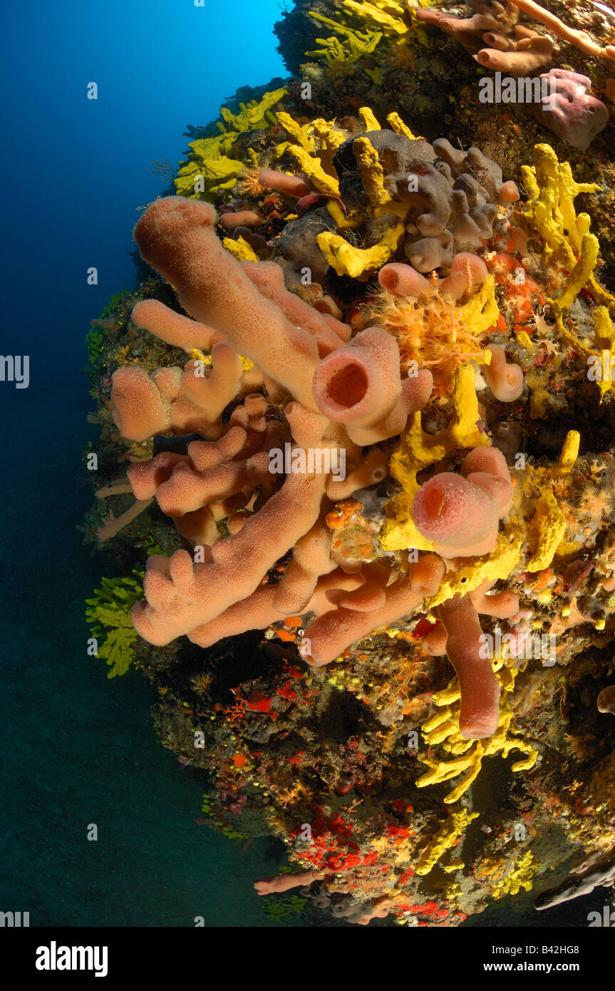 Cylinder Sponge and Golden Sponge at Coral Reef Siphonochalina crassa ...