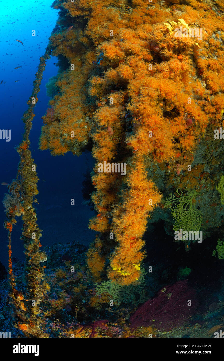 Yellow Zoanthids on Coral Reef Parazoanthus axinellae Vis Island ...