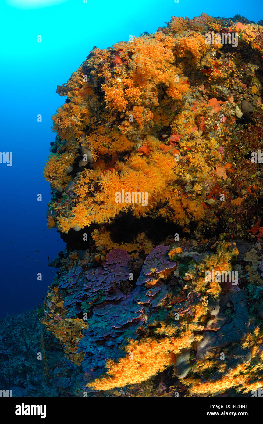 Yellow Zoanthids on Coral Reef Parazoanthus axinellae Vis Island ...