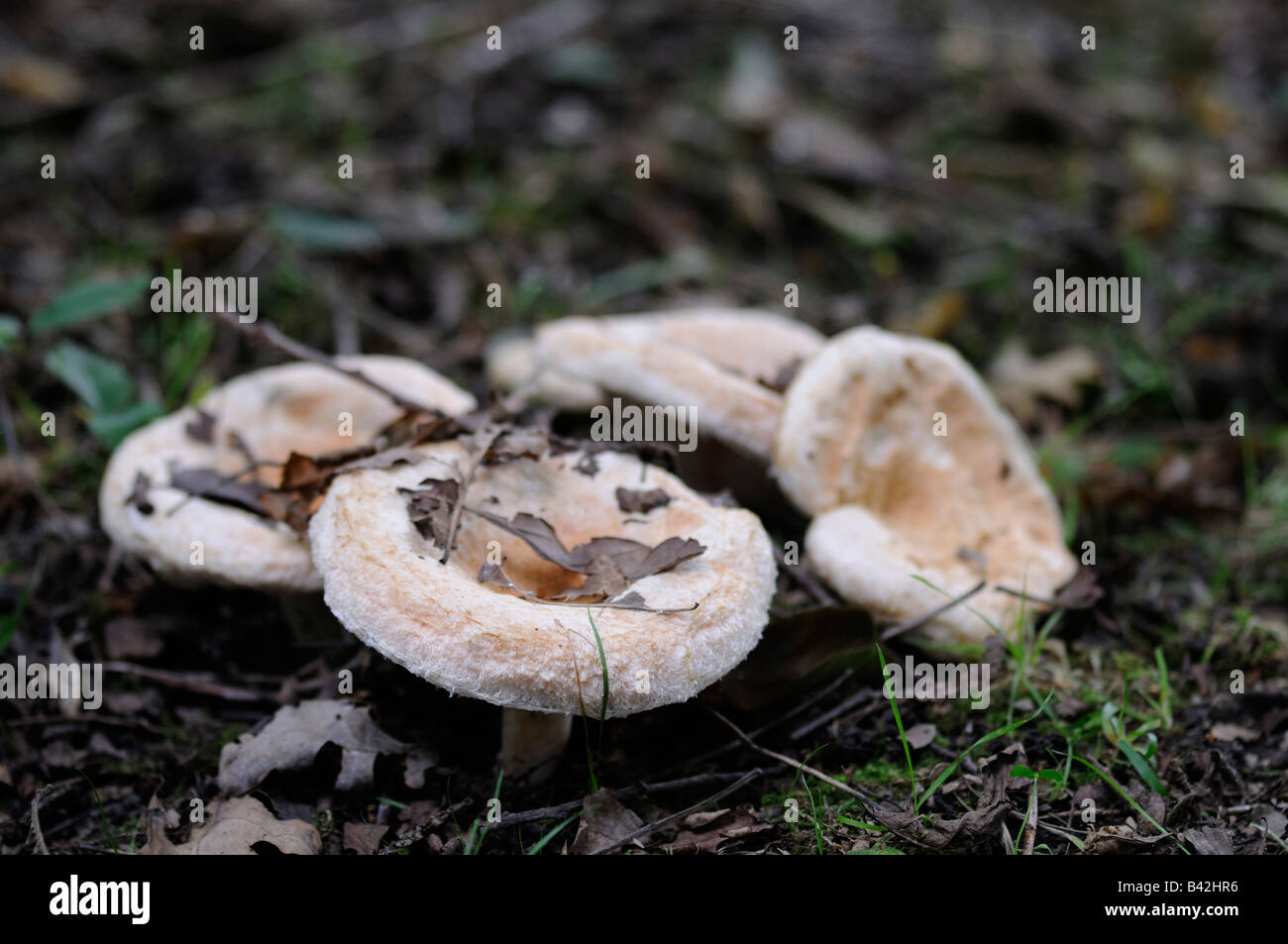 Funghi hi-res stock photography and images - Alamy