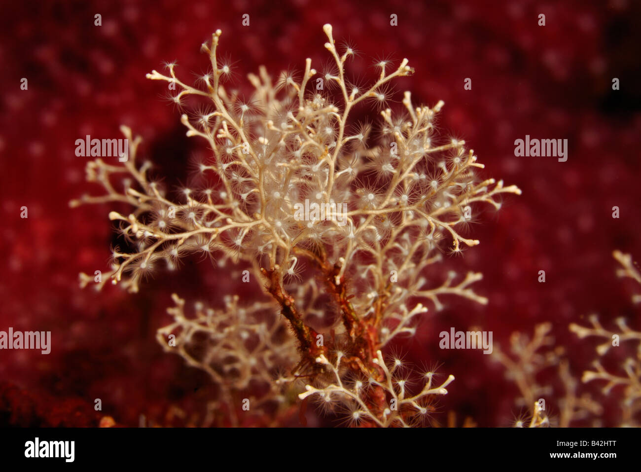 Hydroidpolyp hi-res stock photography and images - Alamy
