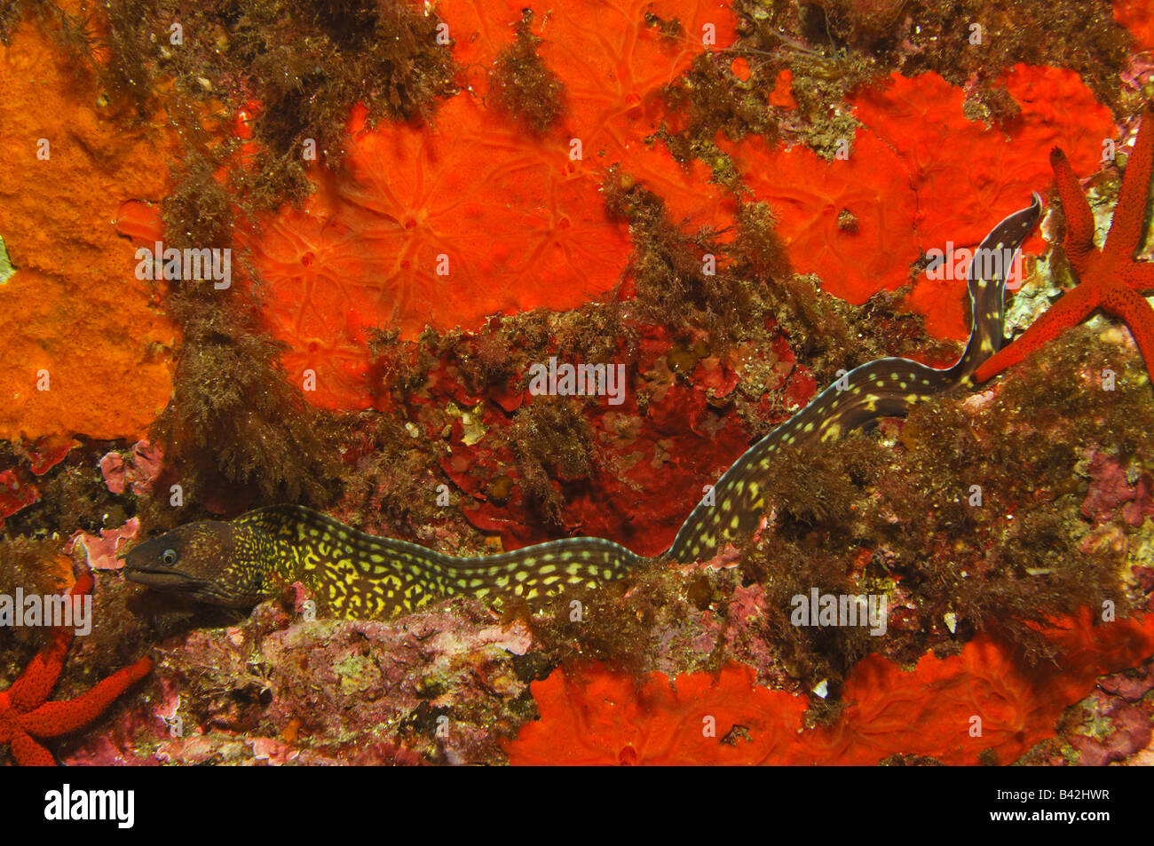 Mediterranea Moray Muraena helena Ile de Porquerolles Hyeres Cote d ...