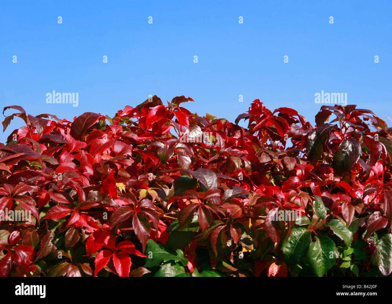 Autumn leaves against blue sky in Manchester, England Stock Photo - Alamy