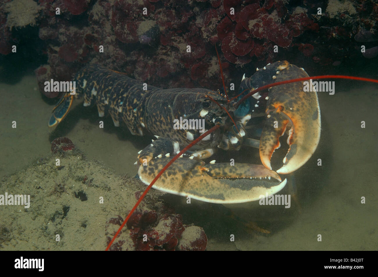 Common Lobster Homarus gammarus Piran Adriatic Sea Slovenia Stock Photo ...