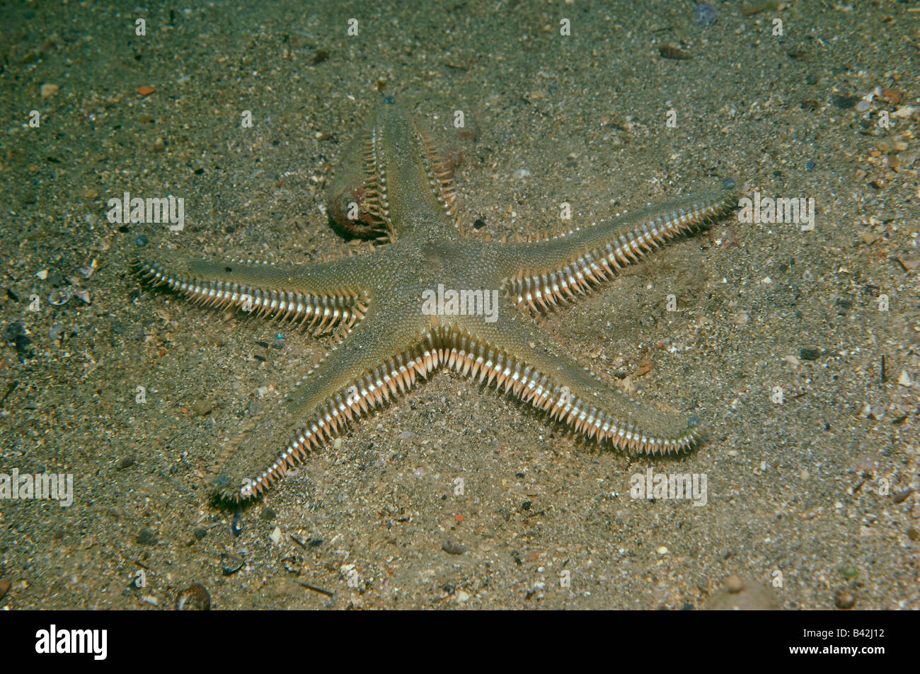 Great Com Starfish Astropecten aranciacus Piran Adriatic Sea Slovenia ...