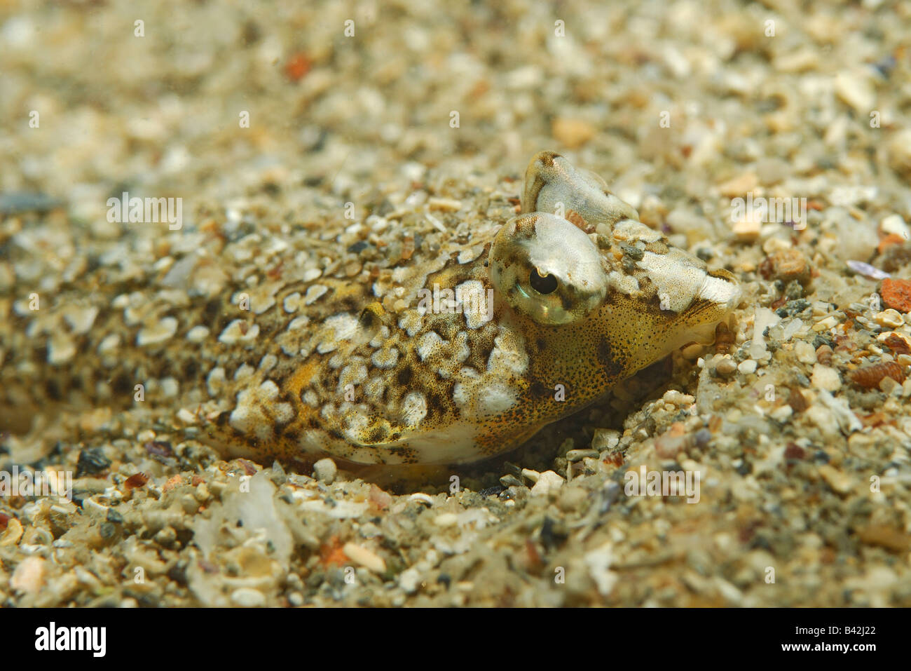 Callionymus lyra hi-res stock photography and images - Alamy