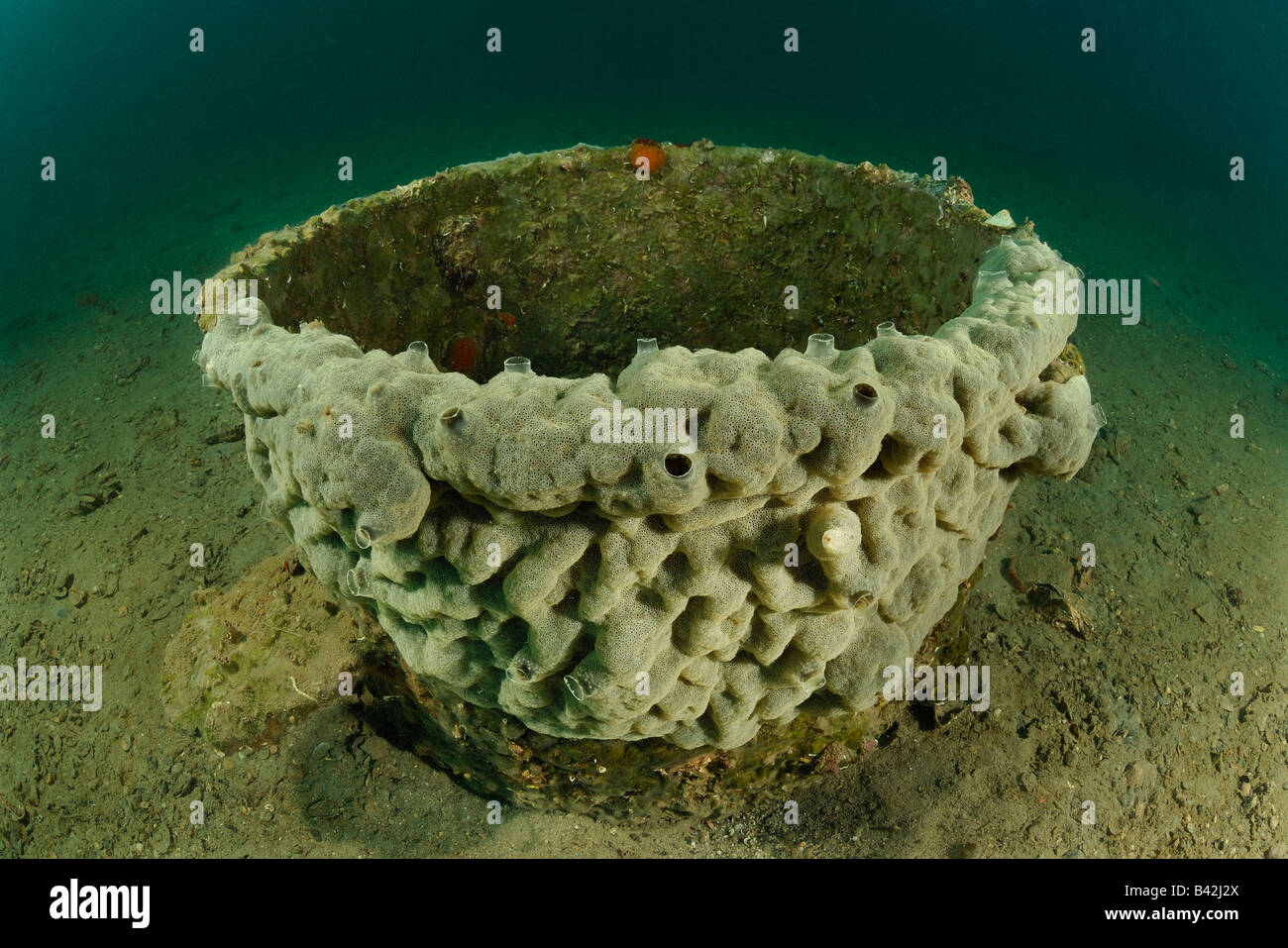 Leather Sponge covers old Barrel Piran Adriatic Sea Slovenia Stock ...