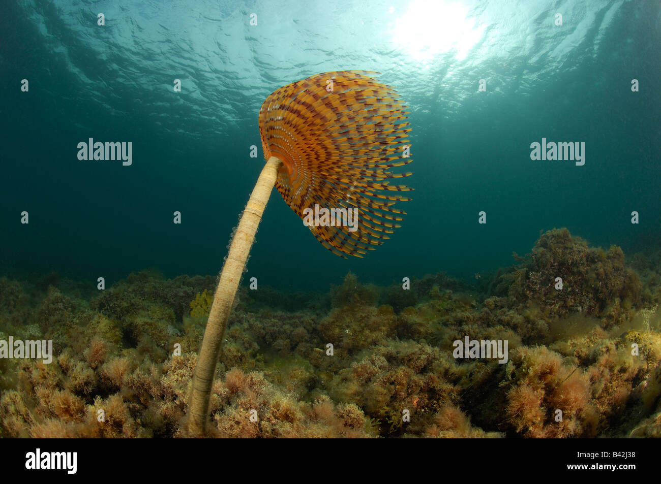 Spirographis Fan Worm Spirographis spallanzani Piran Adriatic Sea ...