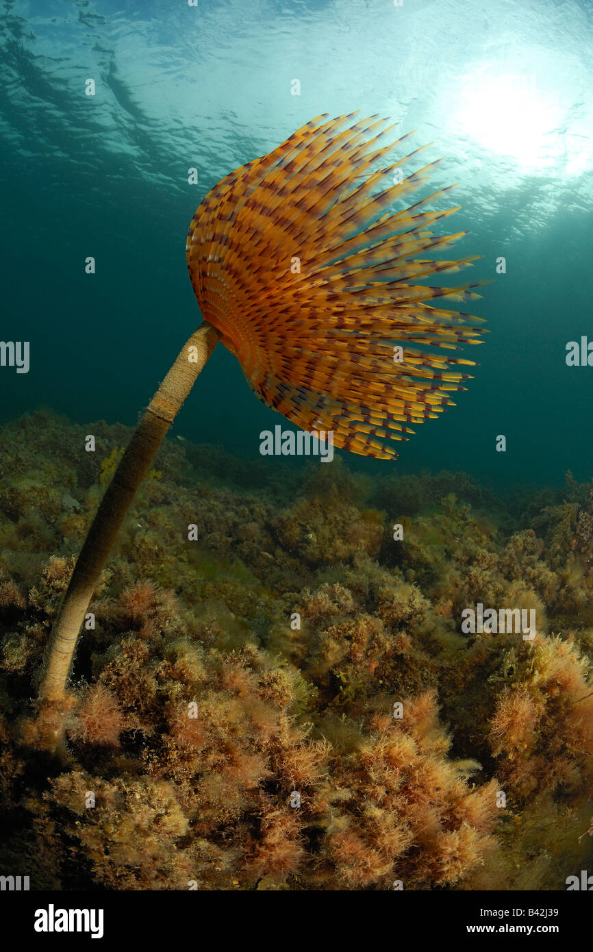 Spirographis Fan Worm Spirographis spallanzani Piran Adriatic Sea ...