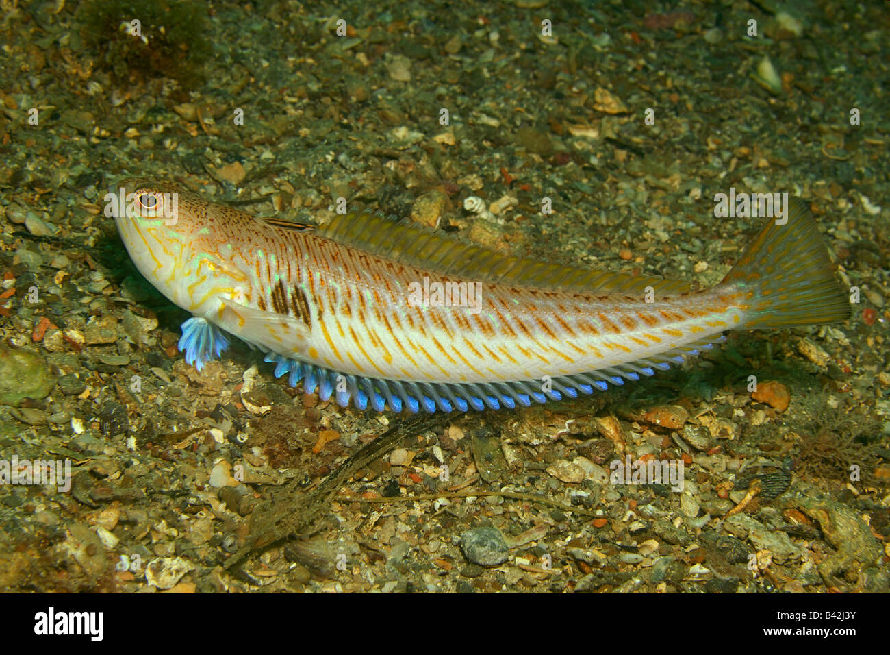 Greater Weever Trachinus draco Piran Adriatic Sea Slovenia Stock Photo ...