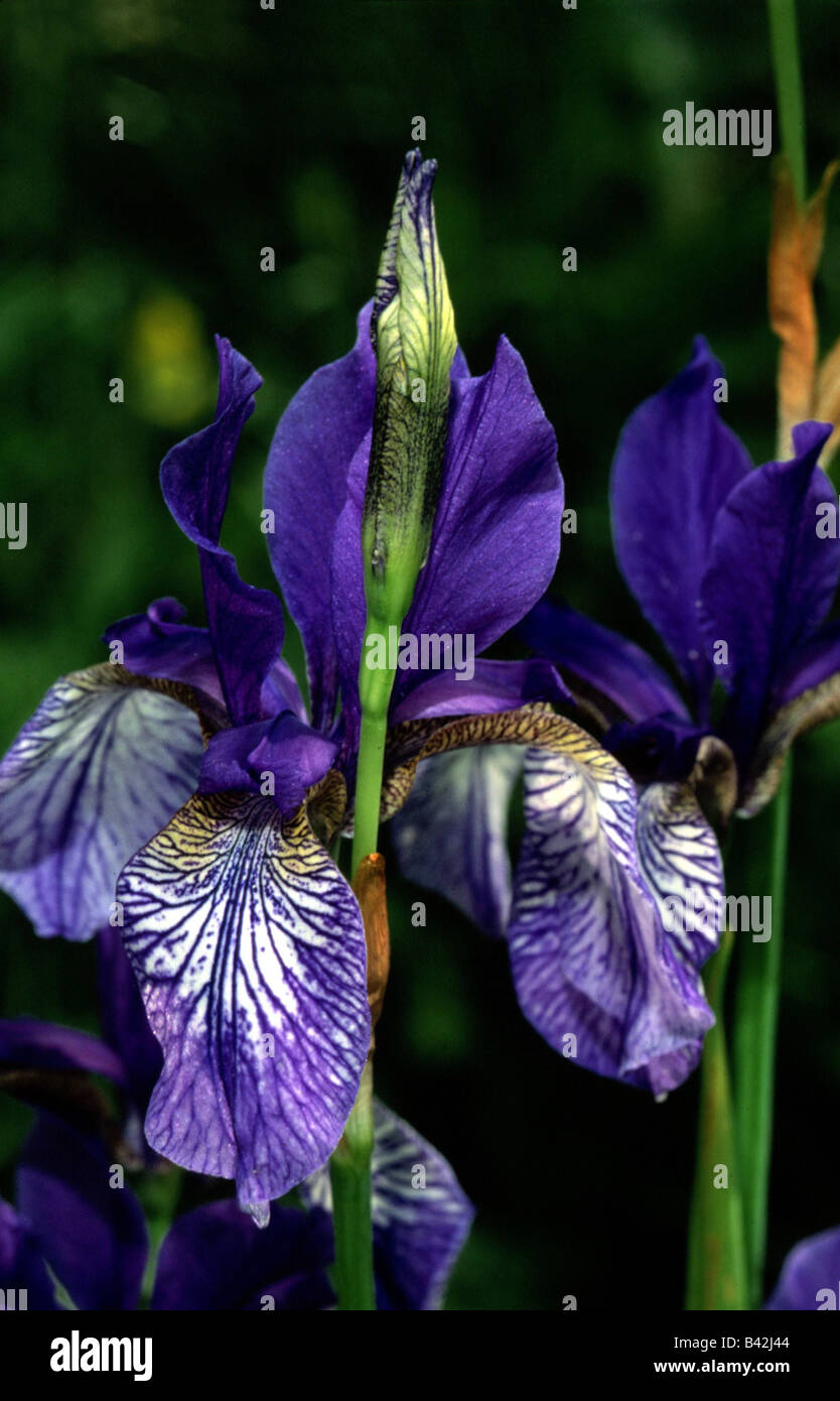 botany, Iris, Siberian Iris, (Iris sibirica), blossoms, Iridaceae, Liliales, Liliidae, blue ...