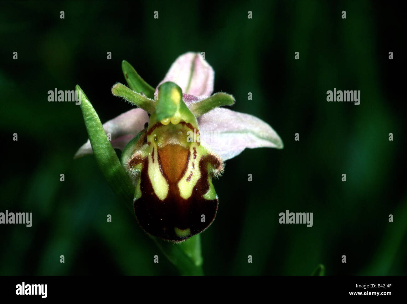 botany, Ophrys, species, "Bee Orchid", (Ophrys apifera), flower, orchid ...