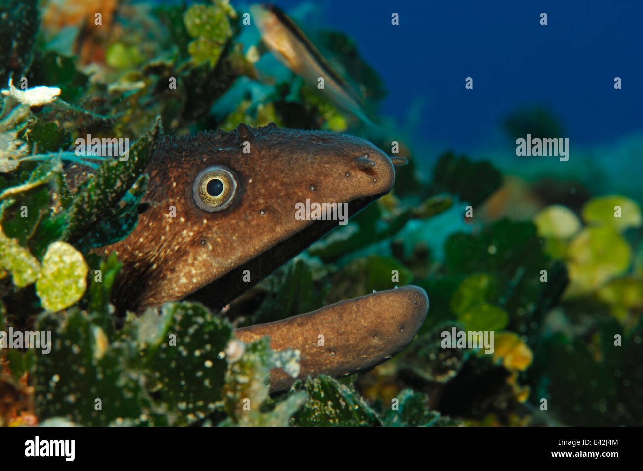 Mediterranean Moray Muraena helena Susac Island Adriatic Sea Croatia ...