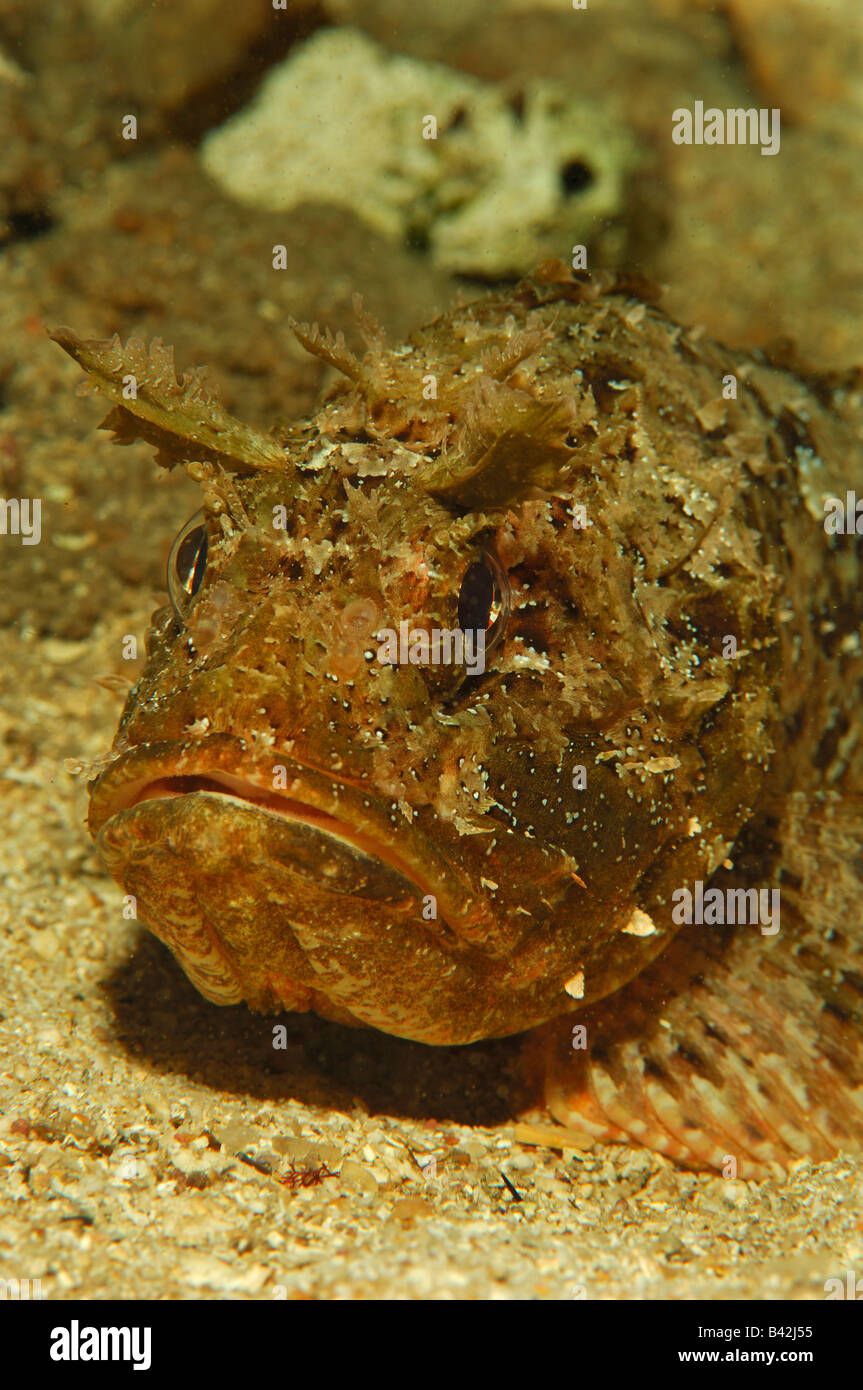 Brown Rockfish Scorpaena porcus Susac Island Adriatic Sea Croatia Stock ...