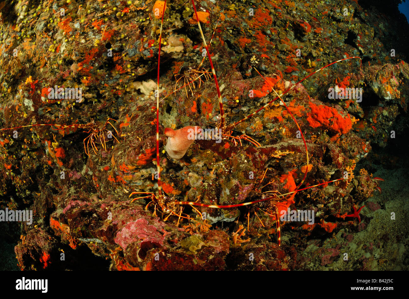 European Spiny Lobster Palinurus elephas Susac Island Adriatic Sea ...