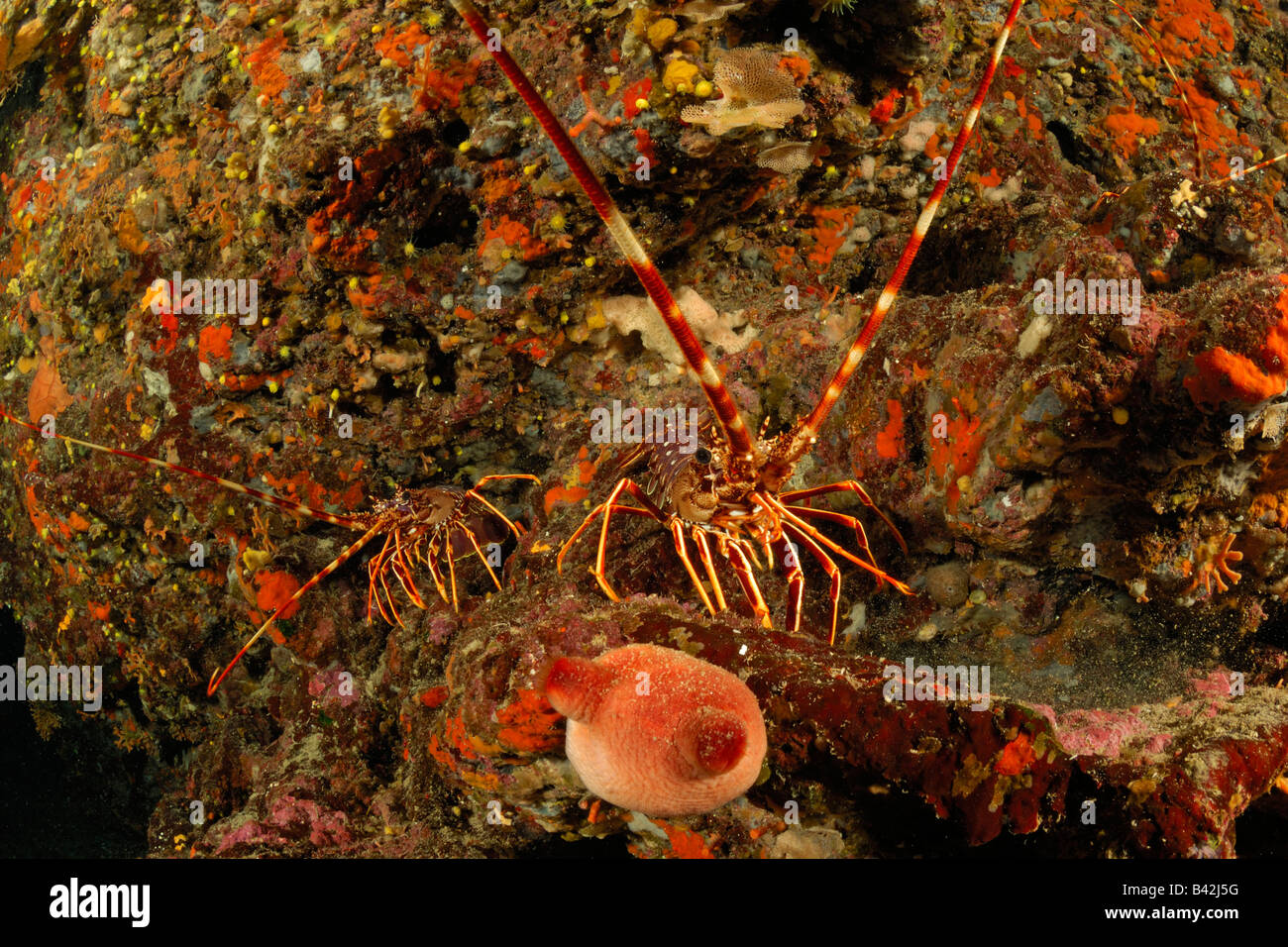 European Spiny Lobster Palinurus elephas Susac Island Adriatic Sea ...
