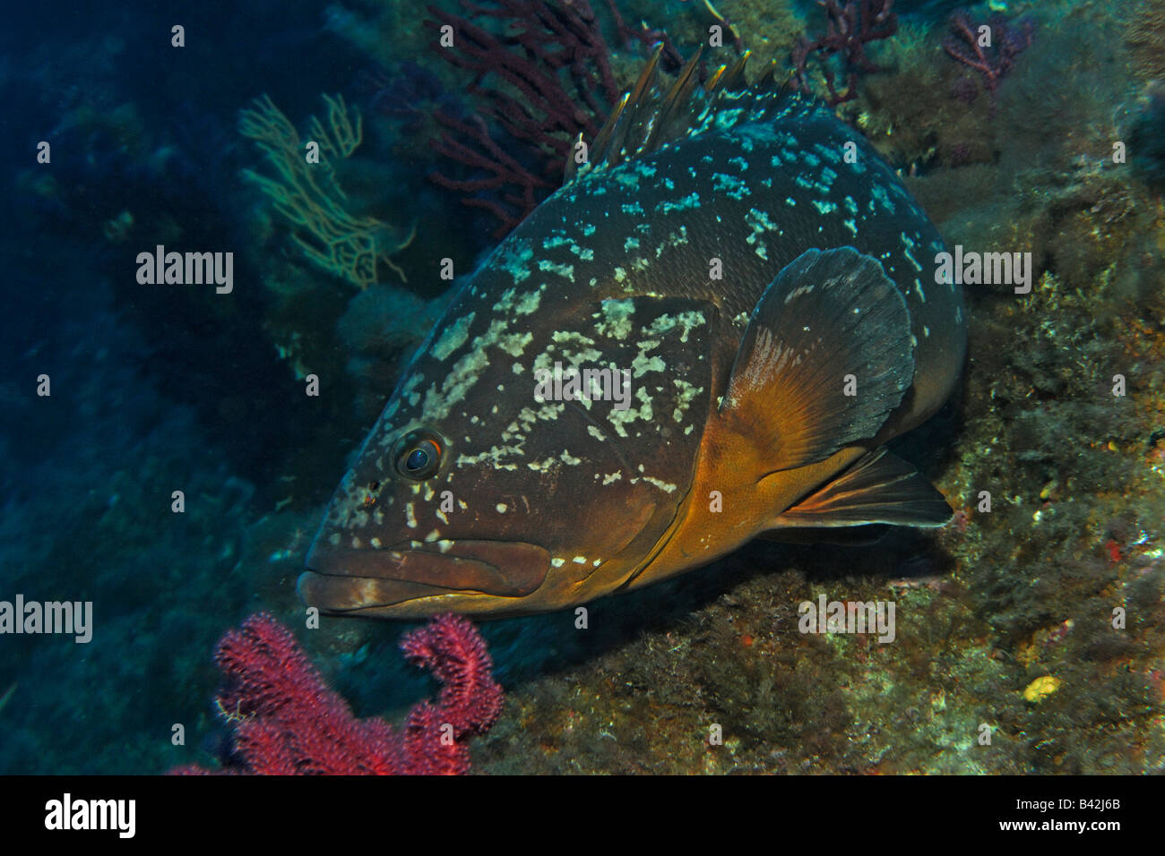 Dusky Grouper Epinephelus marginatus Port Cros Island Hyeres Cote d ...