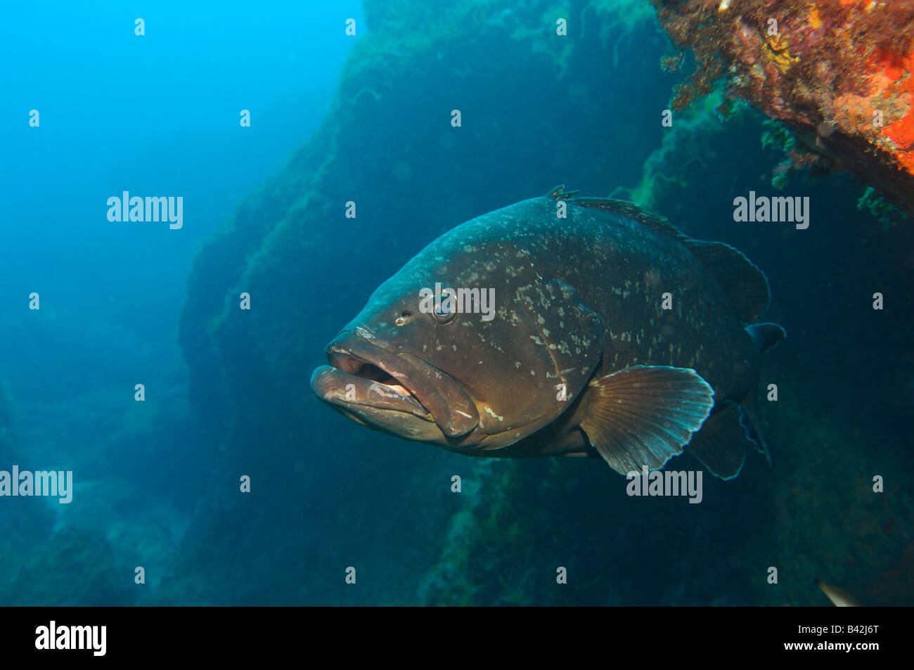 Dusky Grouper Epinephelus marginatus Port Cros Island Hyeres Cote d ...