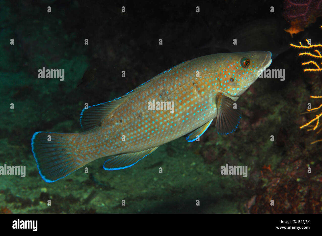Juvenile Brown Wrasse Labrus merula Ile de Porquerolles Hyeres Cote d ...