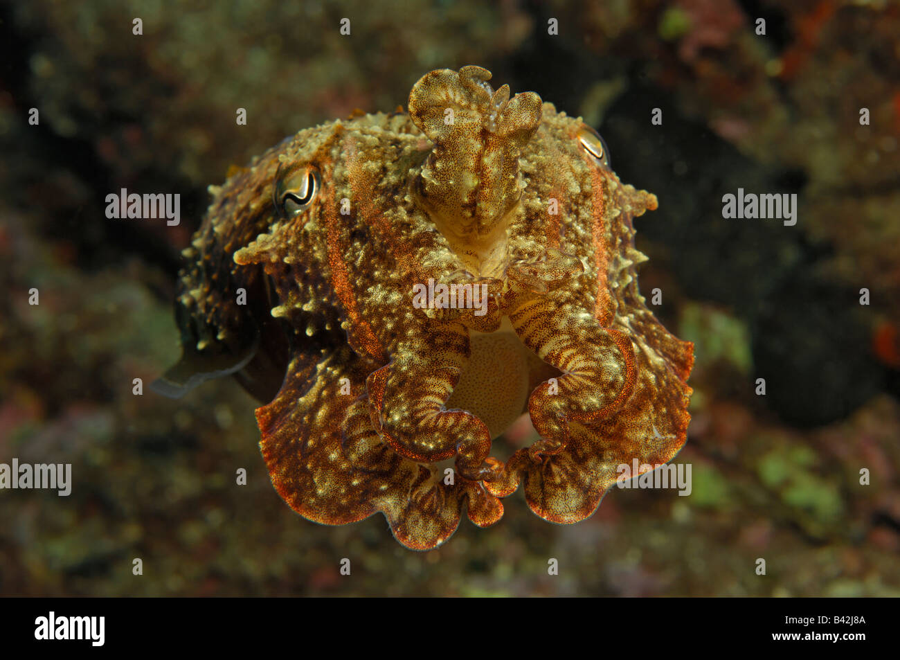 Soft cuttlefish hi-res stock photography and images - Alamy