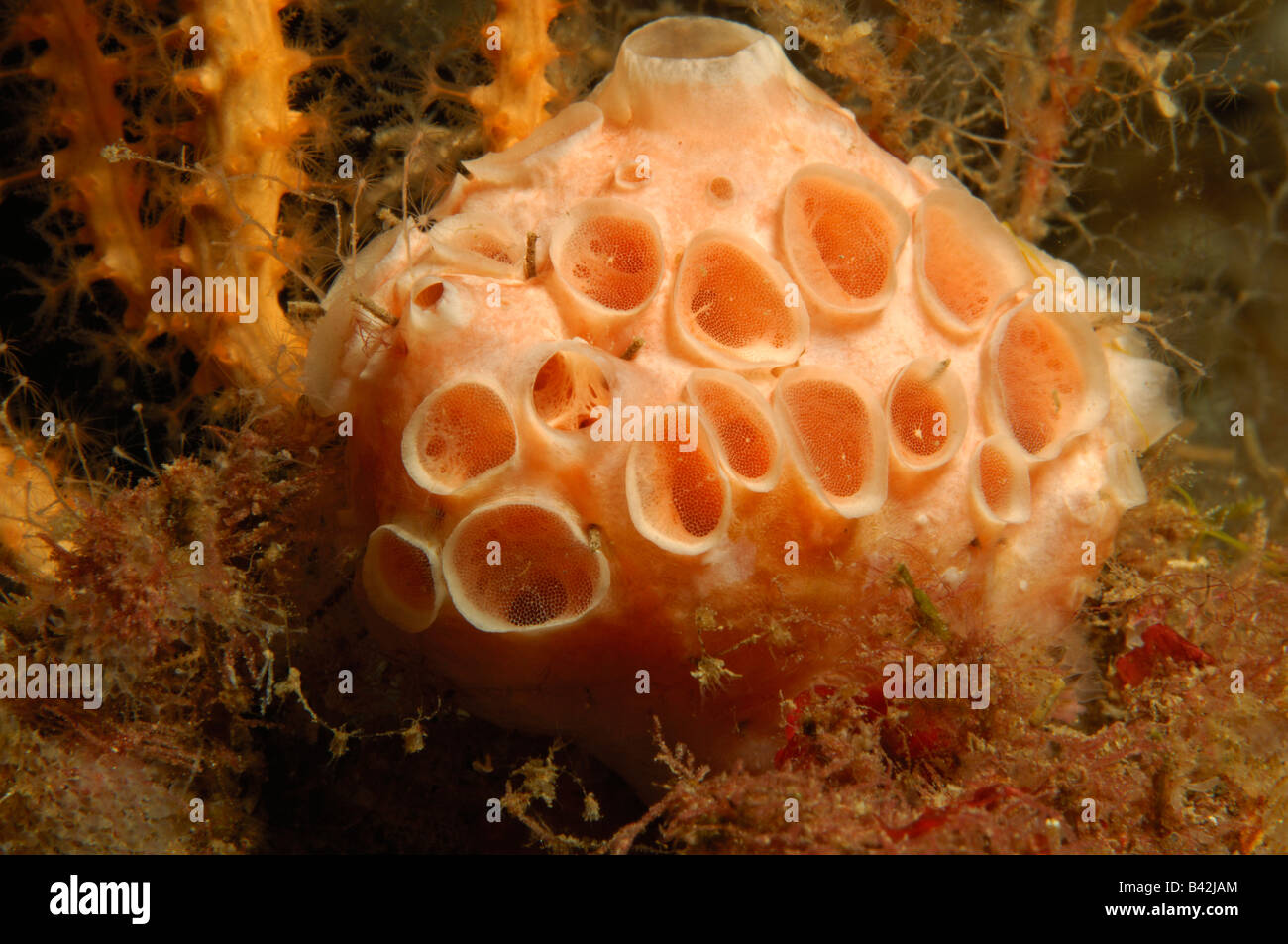 Hemimycale Sponge Hemimycale columella Ile de Porquerolles Hyeres Cote ...