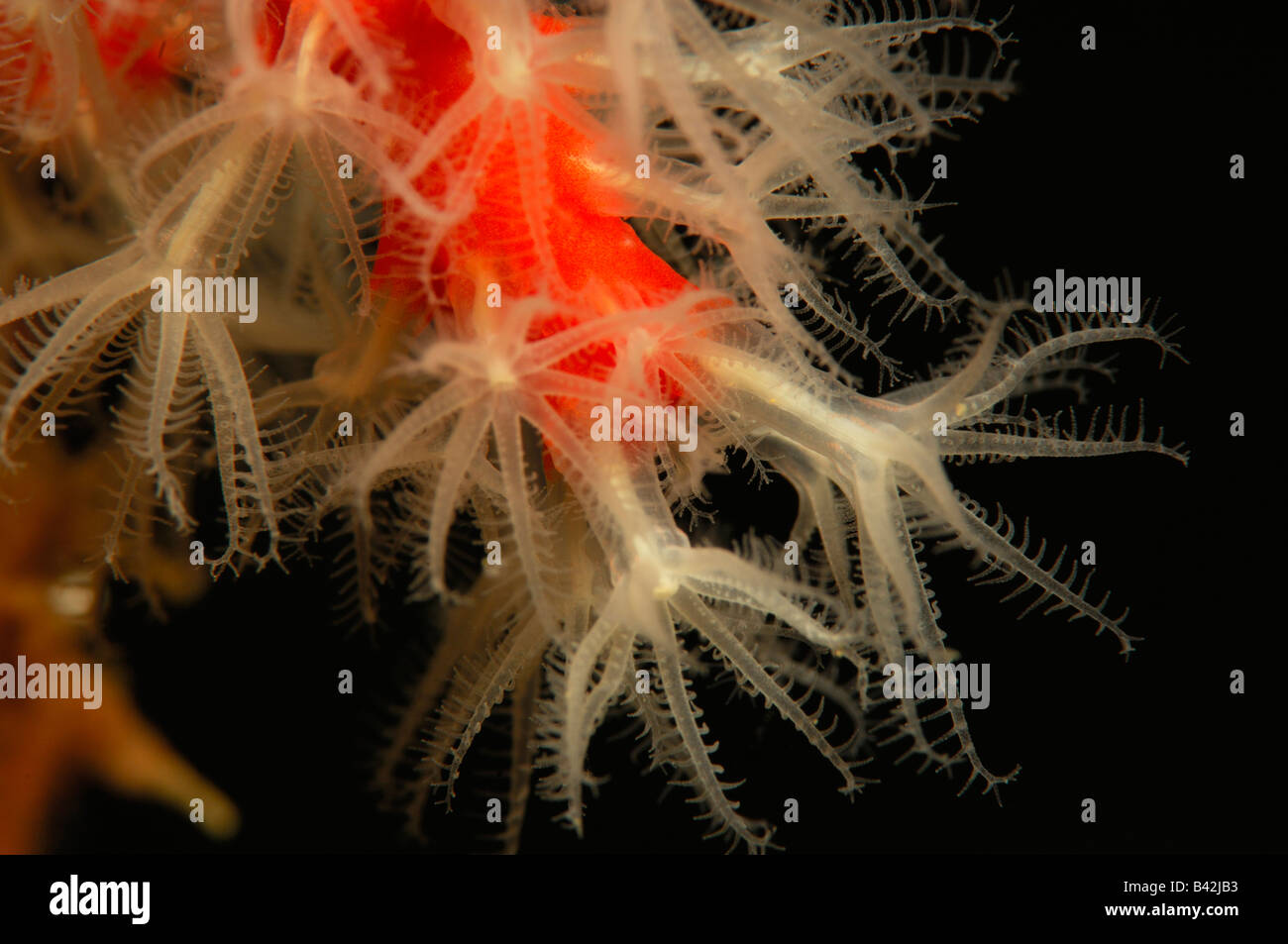 Polyps of Red Coral Corallium rubrum Susac Island Adriatic Sea Croatia ...