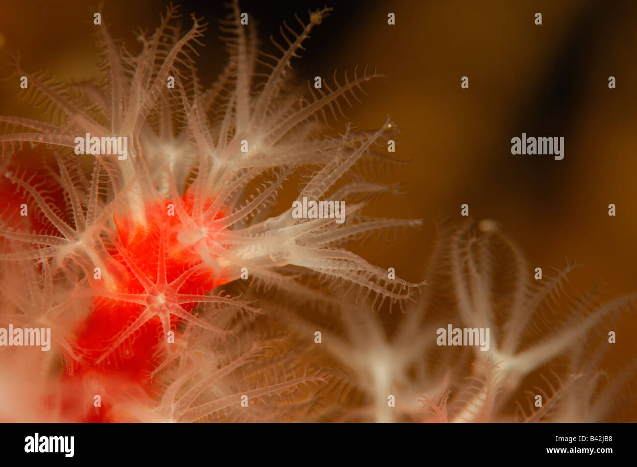 Polyps of Red Coral Corallium rubrum Susac Island Adriatic Sea Croatia ...
