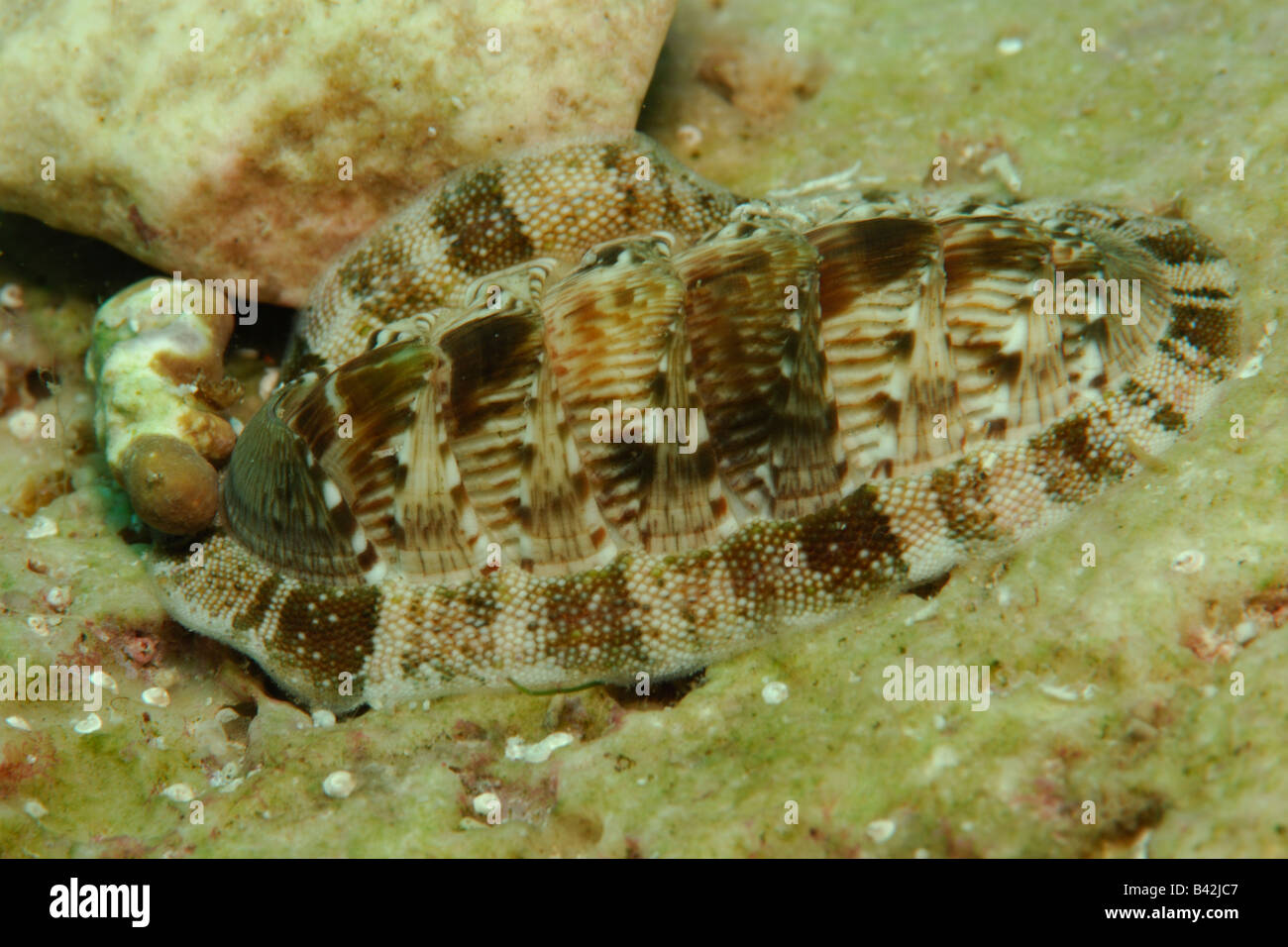 Chiton Chiton olivaceus Susac Island Adriatic Sea Croatia Stock Photo ...