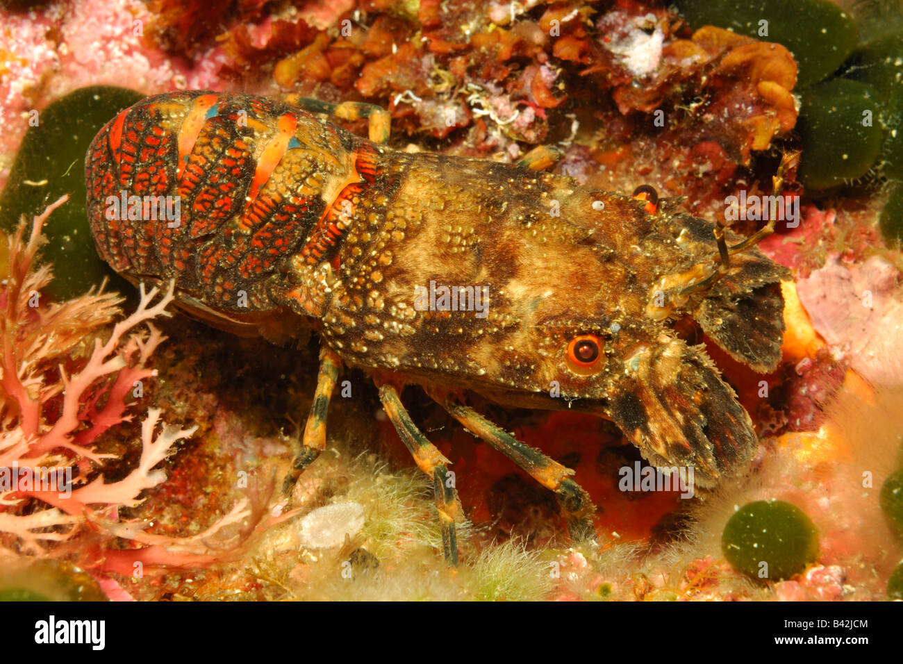 Lesser Locust Lobster Scyllarus arctus Susac Island Adriatic Sea ...