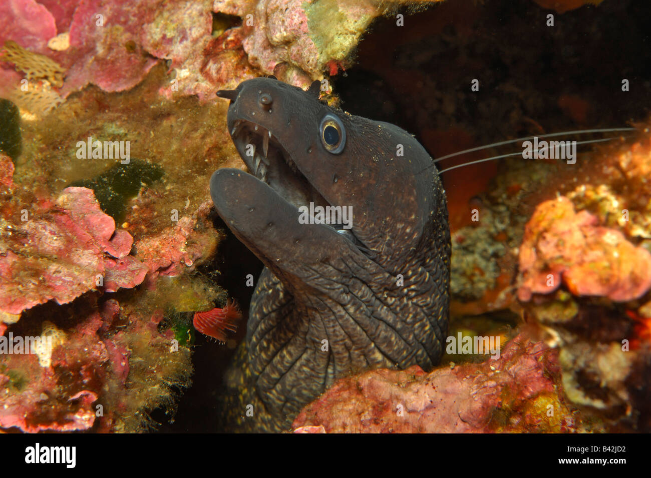Mediterranean Moray Muraena helena Susac Island Adriatic Sea Croatia ...