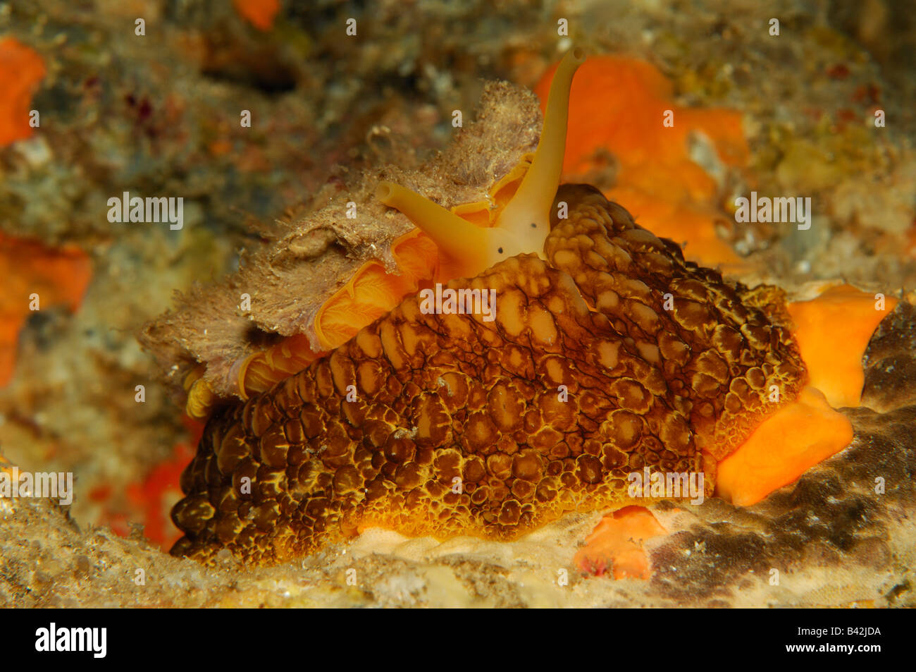Umbrella shell umbraculum umbraculum hi-res stock photography and ...