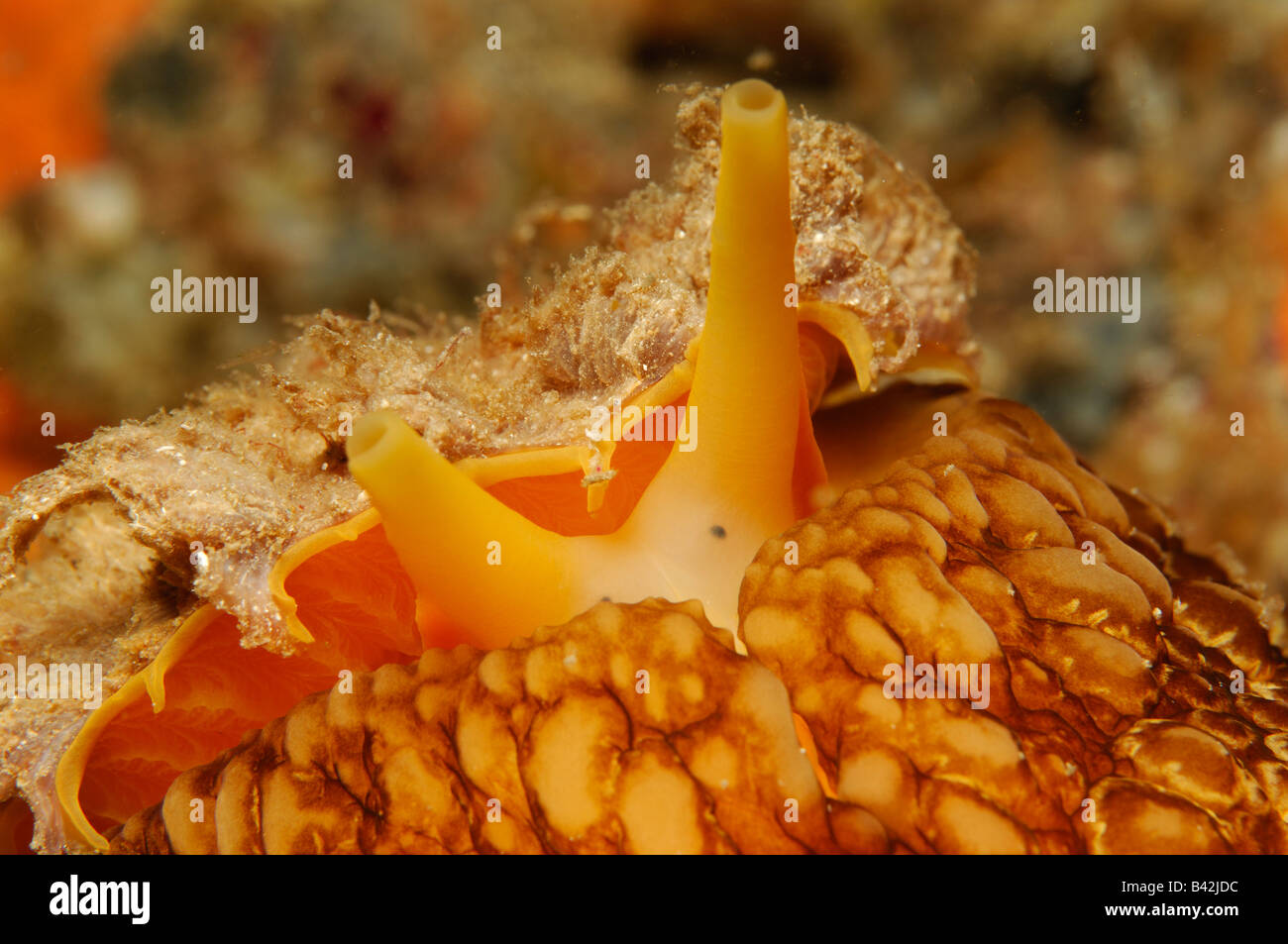 Mediterranean Umbrella Snail Umbraculum mediterraneum Susac Island ...