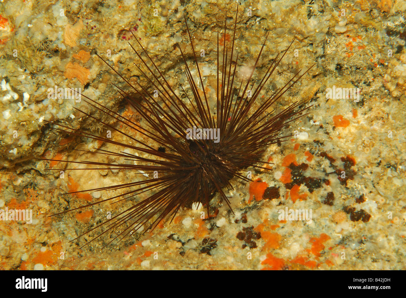 Diadema Sea Urchin Centrostephanus longispinus Susac Island Adriatic ...