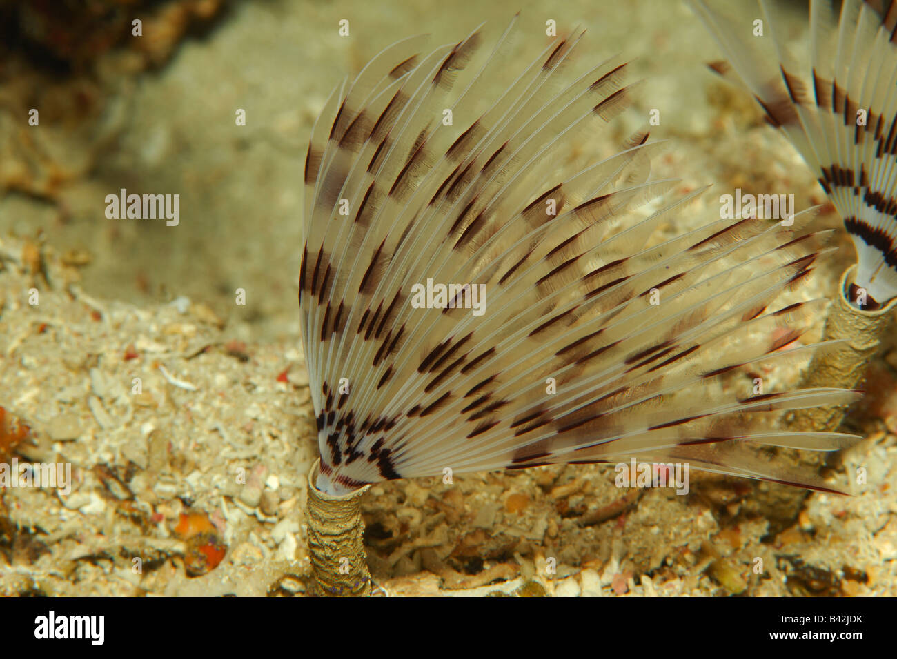 Polychaeta reef sabellidae sea segmented worms hi-res stock photography ...