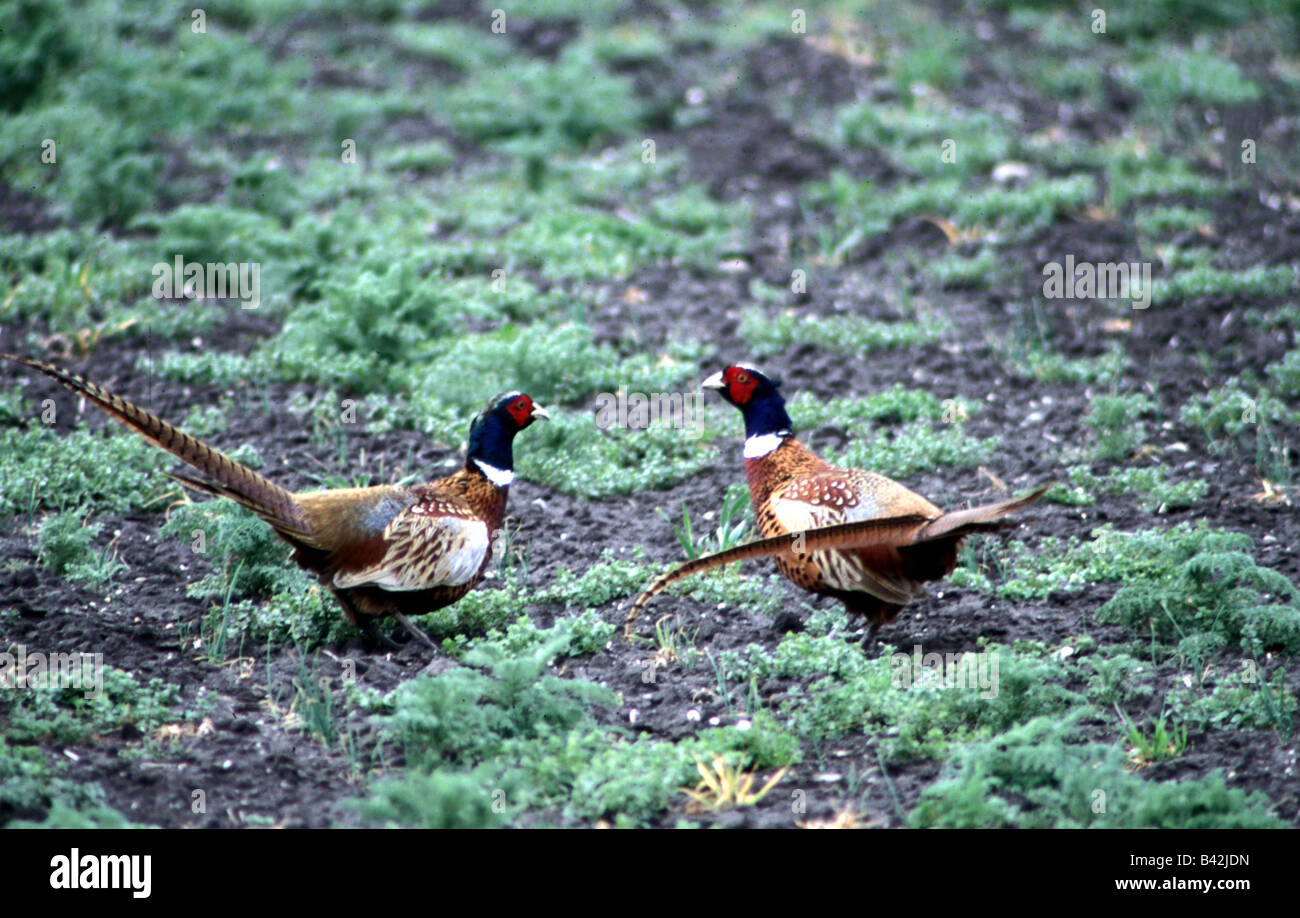 zoology, avian / bird, Phasianidae, Common Pheasant (Phasianus ...