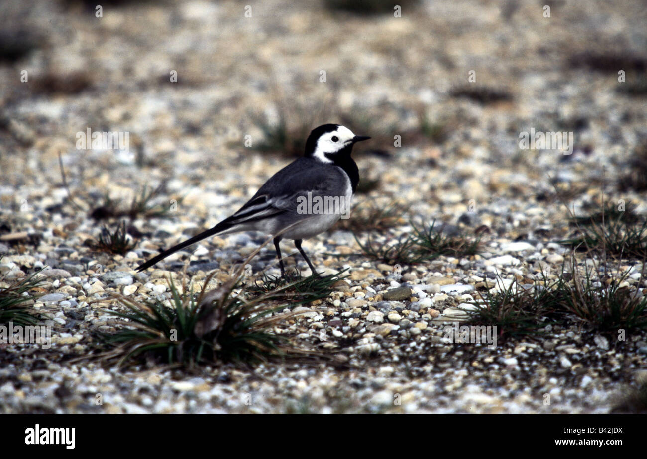 zoology / animals, avian / birds, White Wagtail, (Motacilla alba), on ...
