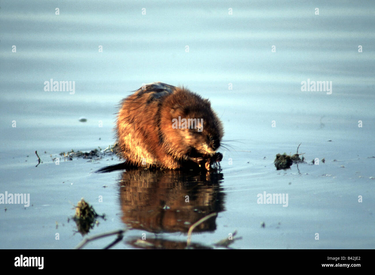 Muskrat eating in water hi-res stock photography and images - Alamy