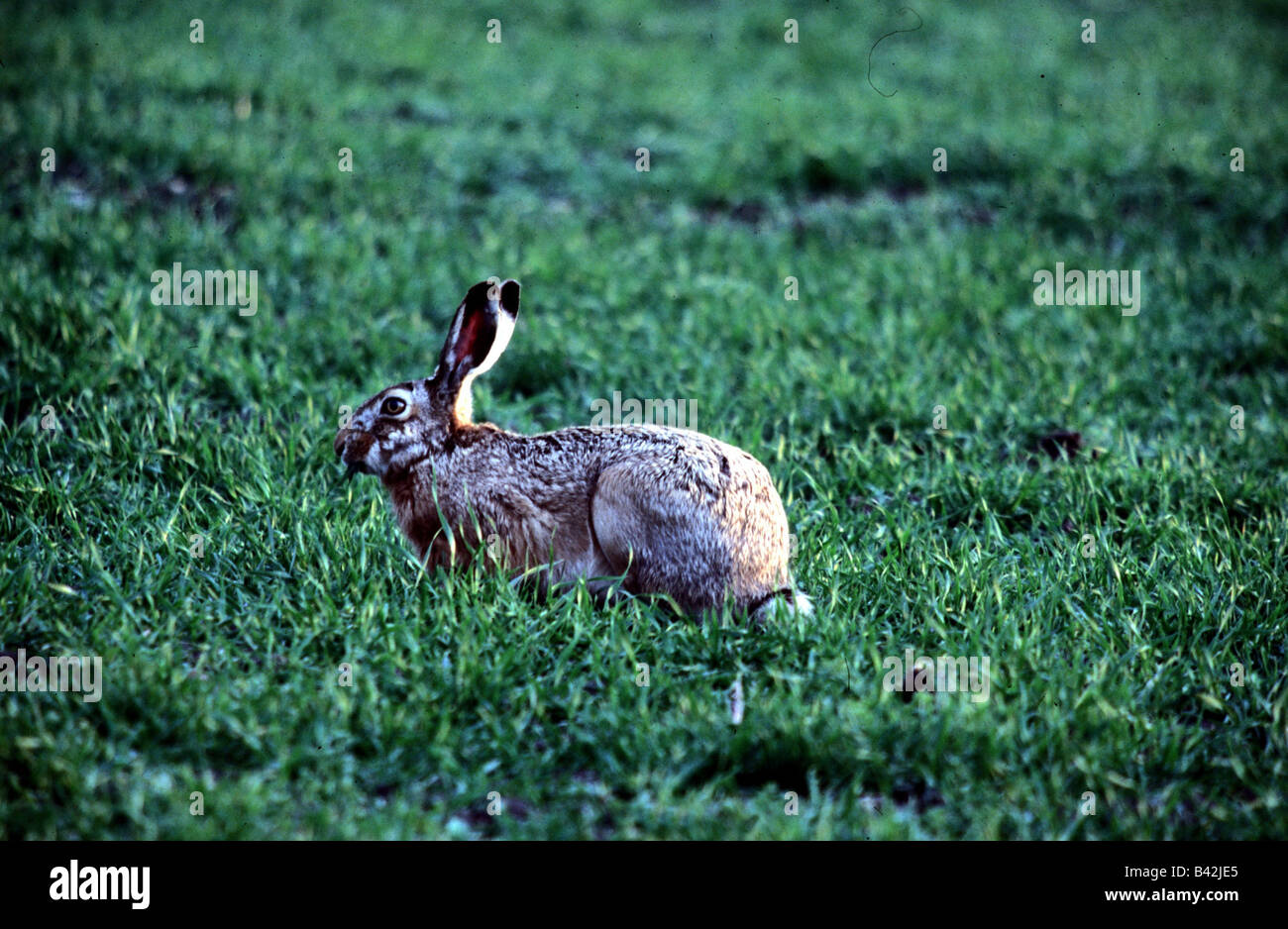zoology / animals, mammal / mammalian, hares, European Hare, (Lepus ...