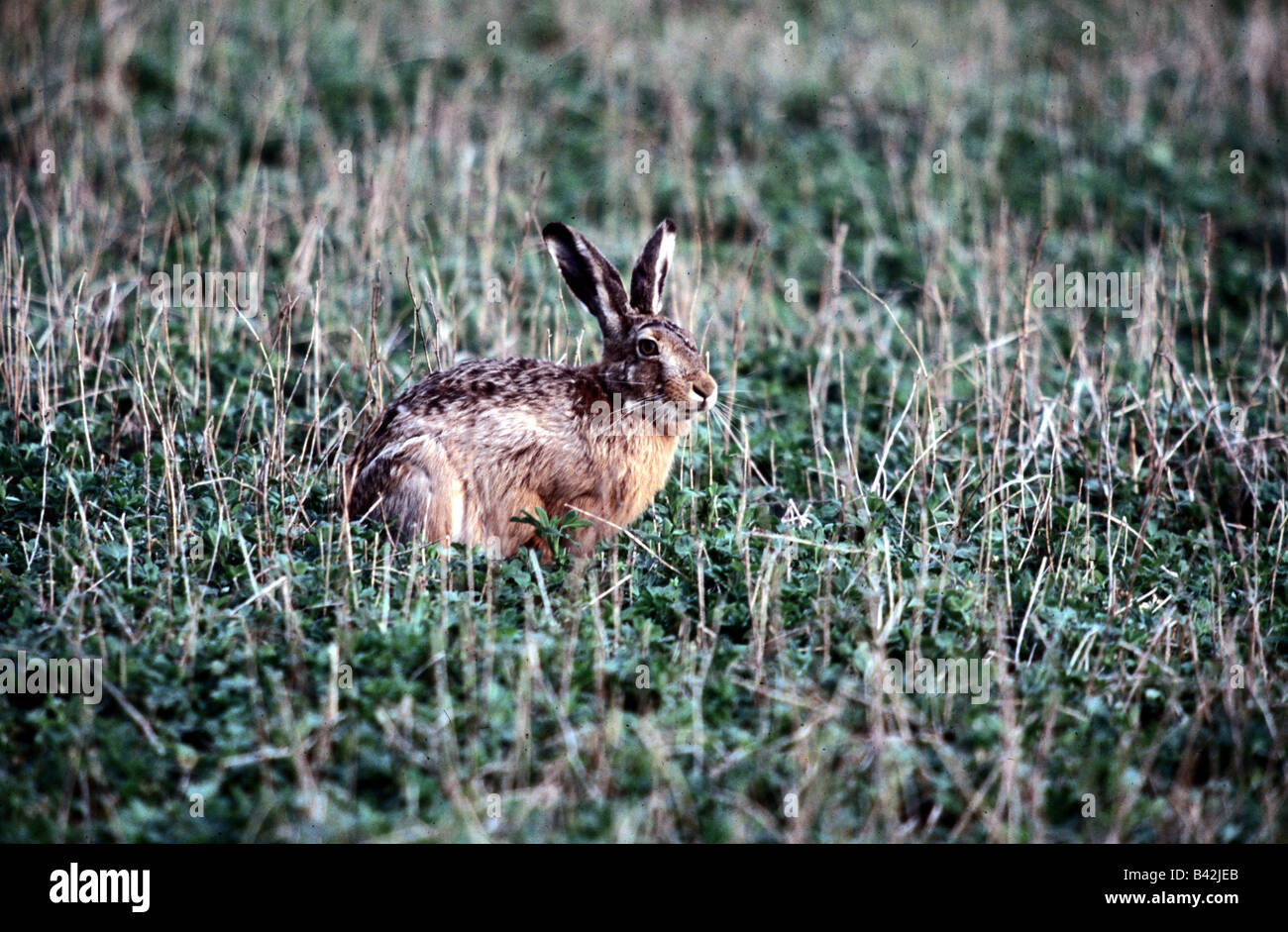 zoology / animals, mammal / mammalian, hares, European Hare, (Lepus ...