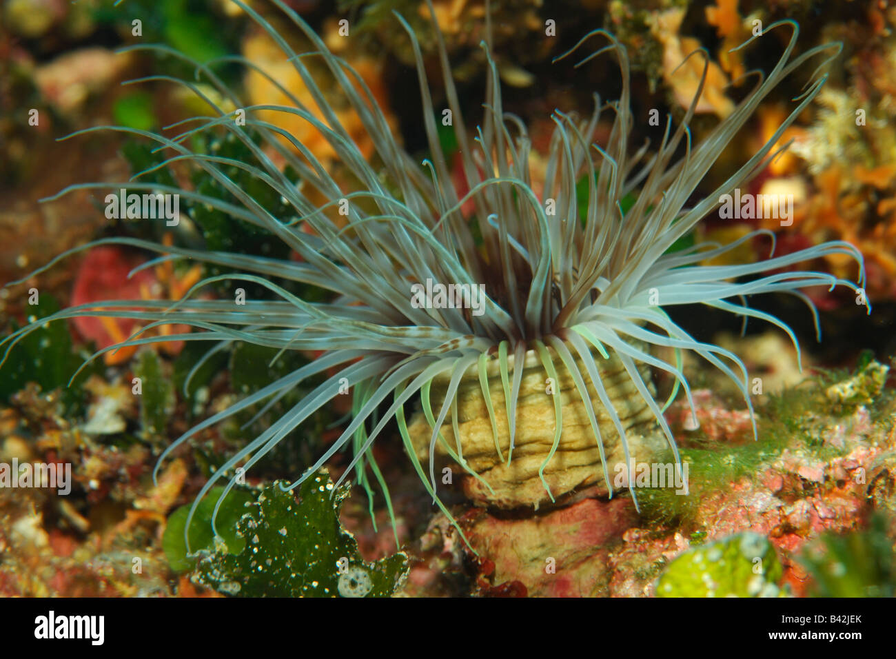 Cnidaria ceriantharia tube anemone anemones cerianthus tentacles hi-res ...